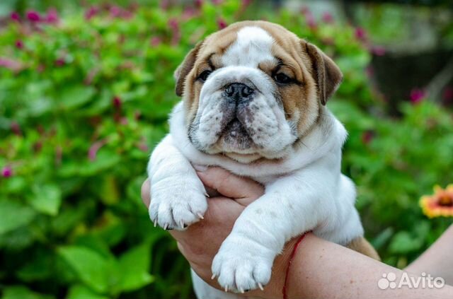 Щенки английского бульдога