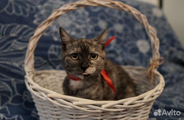 Кошки бесплатно
