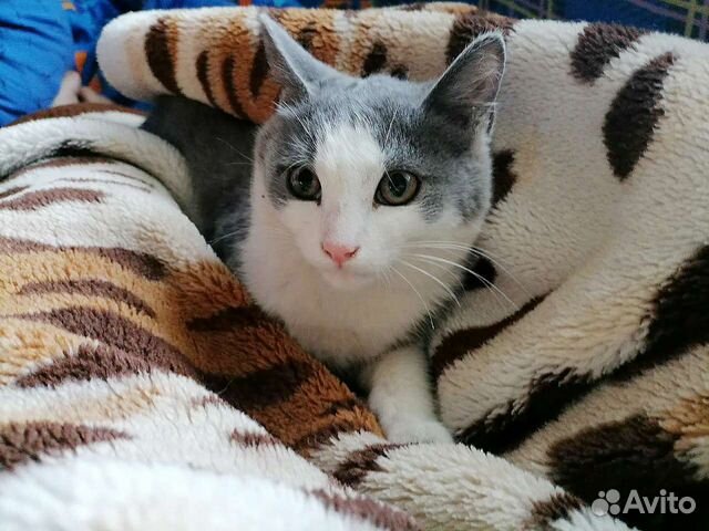 Котенок подросток 5 месяцев девочка