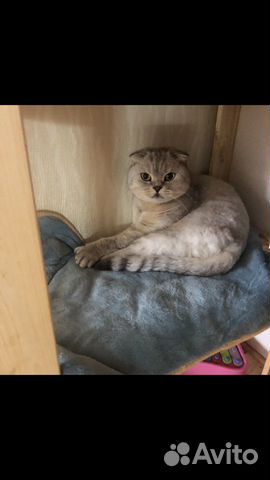 Найден кот отдам в добрые руки