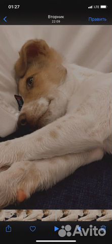 Ищем семью для малыша