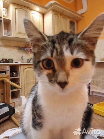 Котенок мальчик Пятнышко