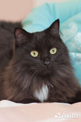 Сибирский кот Орфей. 1,5 года