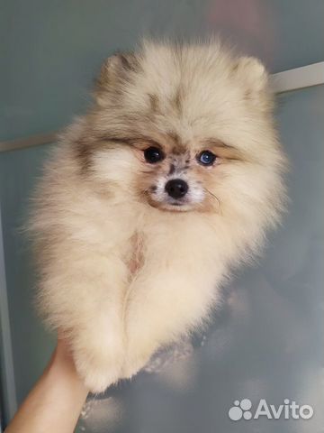 Шикарный щенок шпица