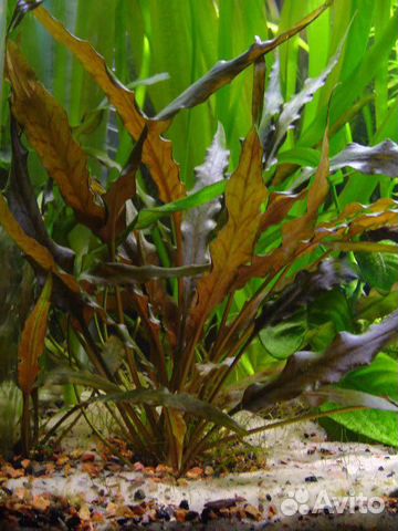 Криптокорина Вендта