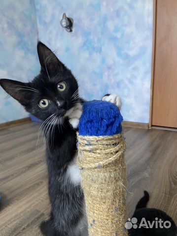 Клепа ищет дом