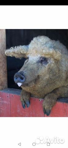 Венгерская мангалица