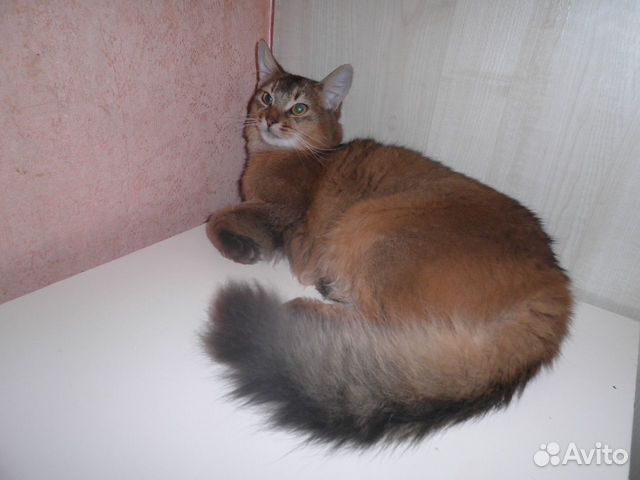 Сомалийский мальчик из питомника,9 мес