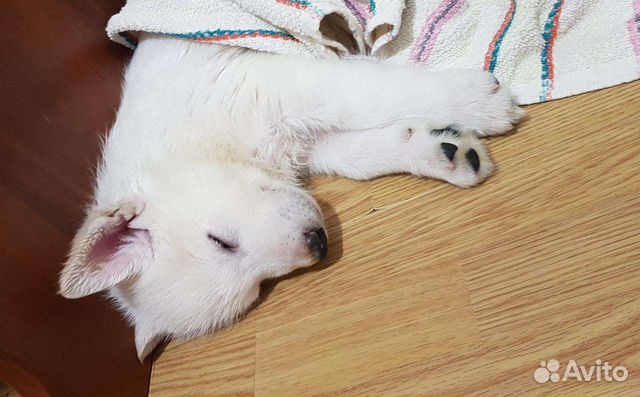 Аляскинский Маламут