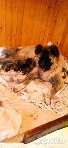 Американская акита