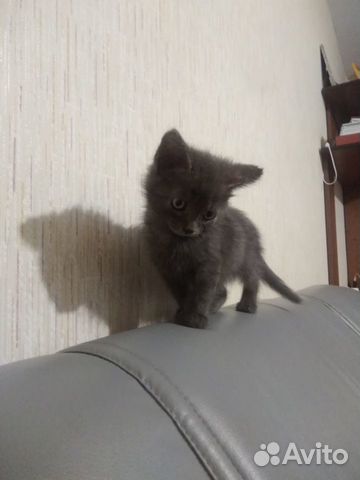 Котенок девчуля