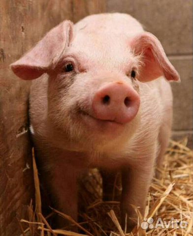 Поросенок ландрас