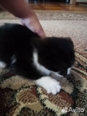 Отдам в хорошие руки