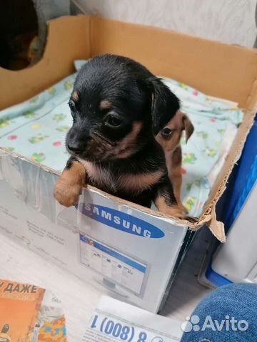 Щенки чихуахуа