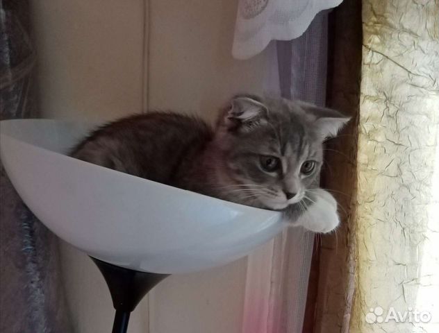 Шотландская вислоухая кошка бесплатно