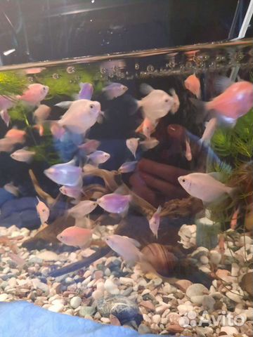 Аквариумные рыбки тернеции