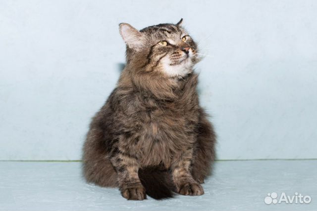 Ласковый котик Платон ищет дом