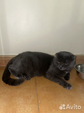 Кот
