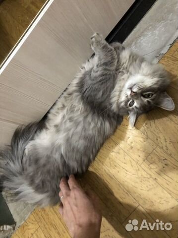 Кот кошка в дар бесплатно добрые руки