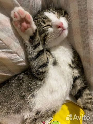 Отдадим маленькую кошечку
