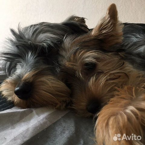 Йоркширский терьер девочка