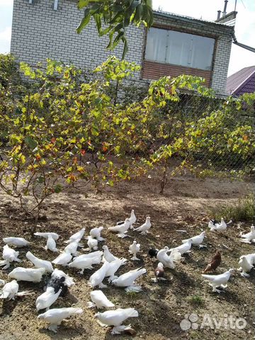 Продажа голубей