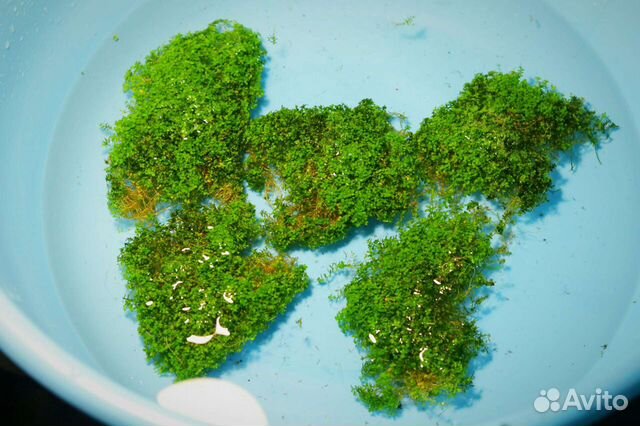 Хемиантус куба