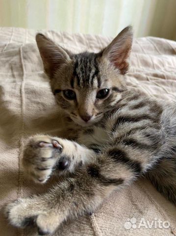 Тигровая малышка, котенок/девочка
