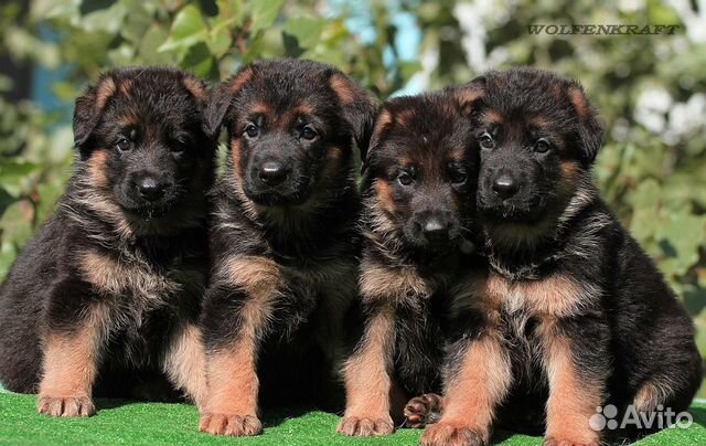 Щенки немецкой овчарки с родословной РКФ. Питомник