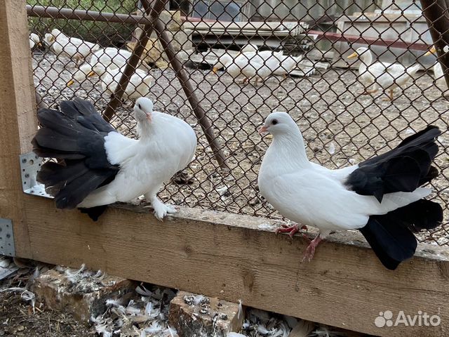 Продам голубей павлинов чернохвостые