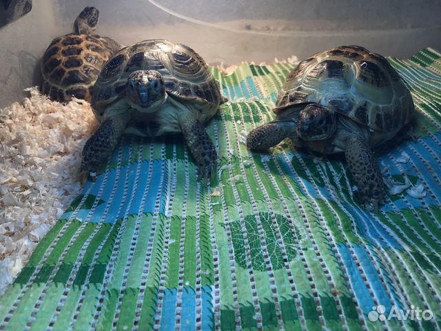 Черепаха сухопутная