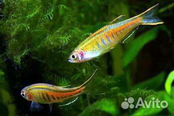 Данио хопра