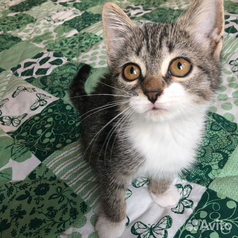 Игривый мурчалкин, бесплатно, без смс и регистраци