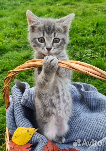 Котенок девочка Эля в дар