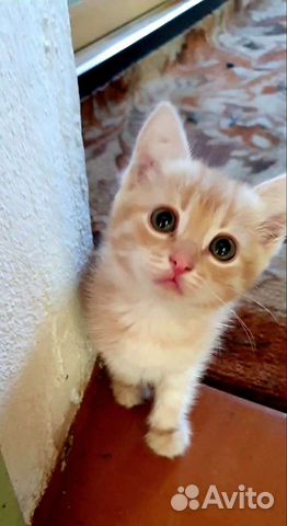 Котёнок девочка бронь