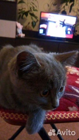 Кот соня смесь с британцем