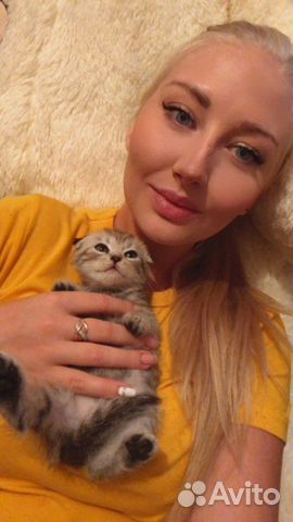 Шотландская вислоухая и страйт