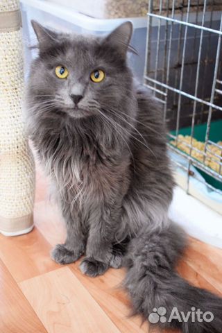 Кот Грей 1,5 года нибелунг