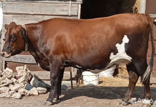 Телка тельная