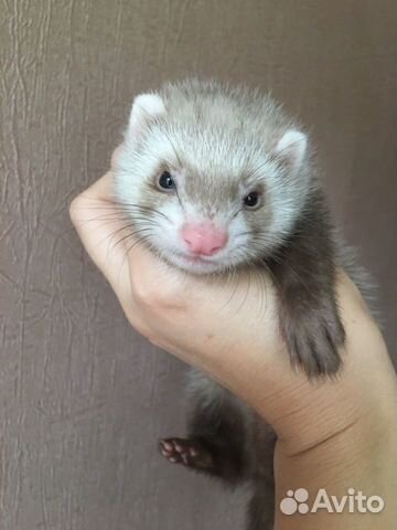 Хорек с клеткой