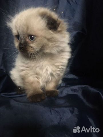 Шотландские вислоухие котята
