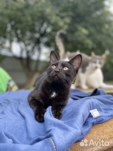 Черный котенок в добрые руки