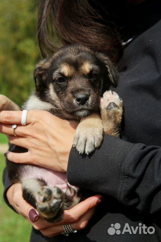 Крошка щенок ищет дом, в дар