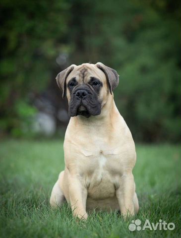 Бульмастиф