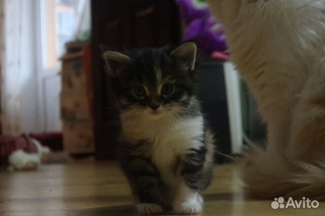 Чудесный котенок, 5 недель