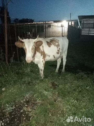 Корова и теленок