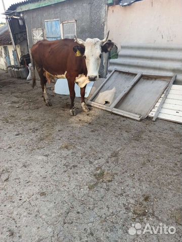 Продажа дойных коров