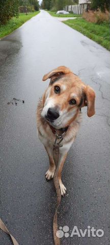 Вилли ищет дом