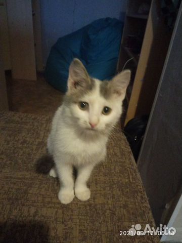 Кошечка смышлёная компаньон 3 месяца