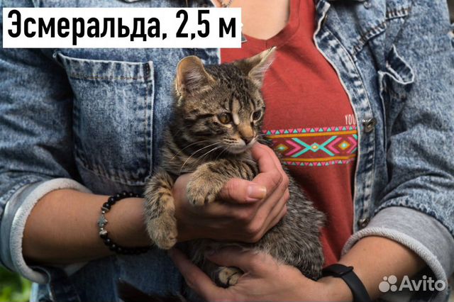 Котёнок Эсмиральда, 2.5 мес., серого окраса